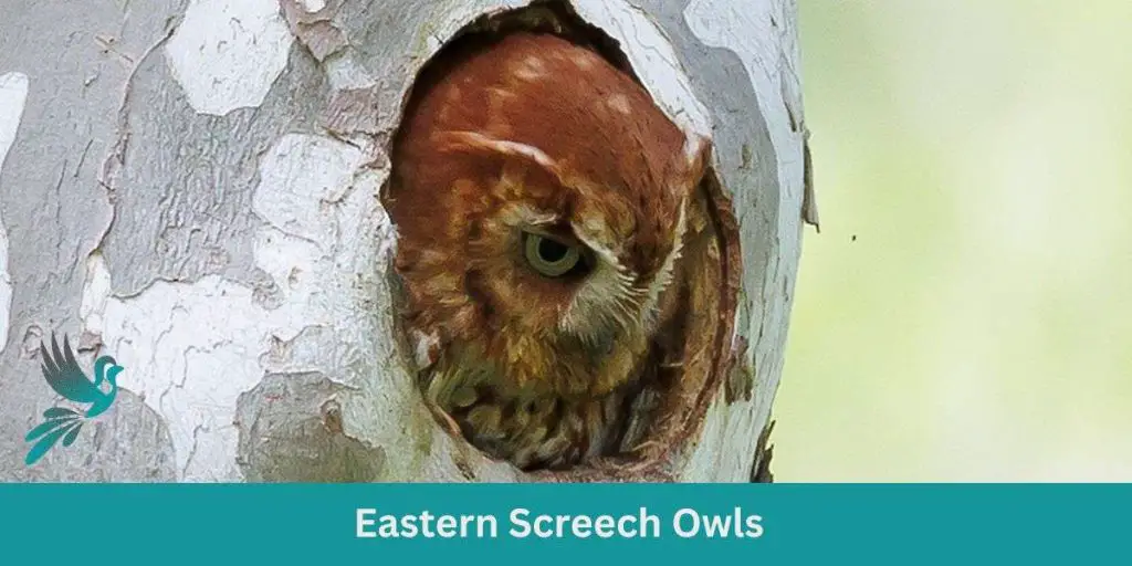 Eastern Screech Owls: A Comprehensive Guide - Birds & Wetlands