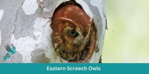 Eastern Screech Owls: A Comprehensive Guide - Birds & Wetlands