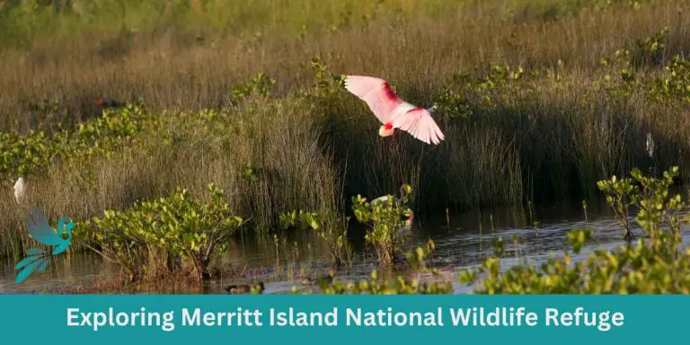 Exploring Merritt Island National Wildlife Refuge - Birds & Wetlands