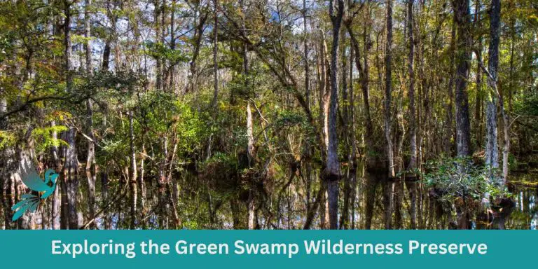 Exploring the Green Swamp Wilderness Preserve - Birds & Wetlands
