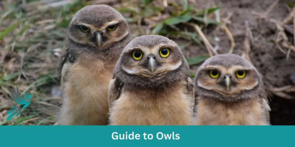 Masters of the Night: A Definitive Guide to Owls - Birds & Wetlands