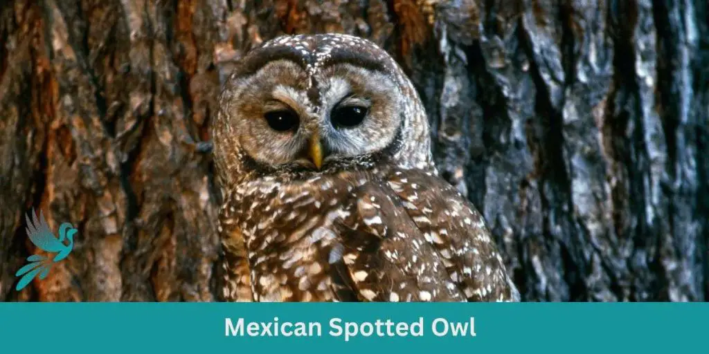 Definitive Guide to Mexican Spotted Owl - Birds & Wetlands
