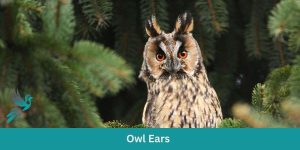 Listening in the Dark: The Acoustic Wonders of Owl Ears - Birds & Wetlands
