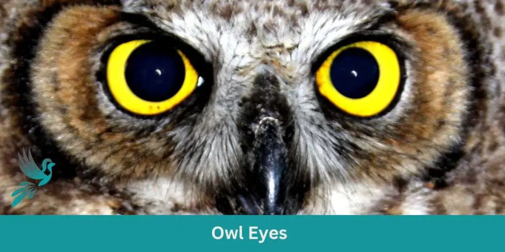 The Mesmerizing Magic of Owl Eyes - Birds & Wetlands