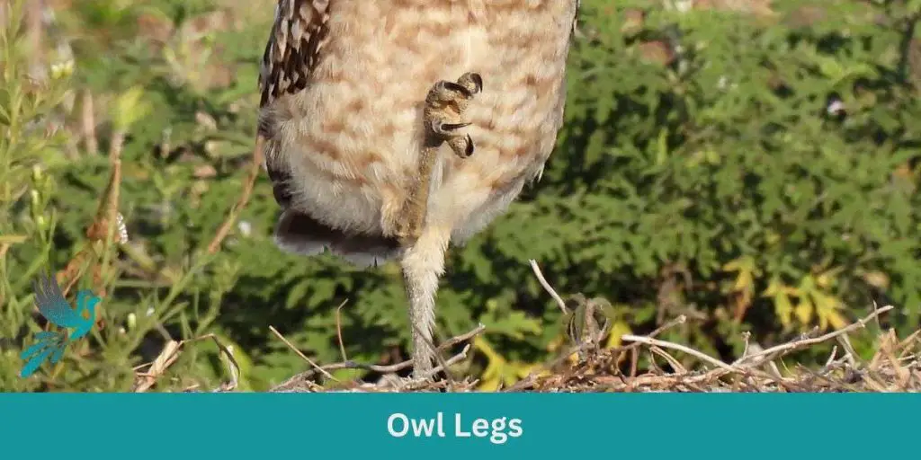 Owl Legs: Everything You Need To Know (With Pictures) - Birds & Wetlands