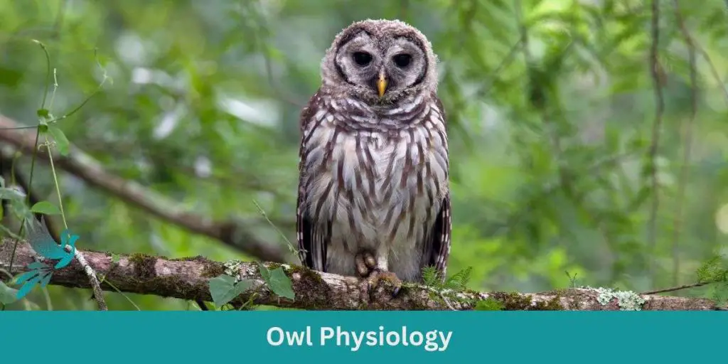 General Owl Physiology - Birds & Wetlands