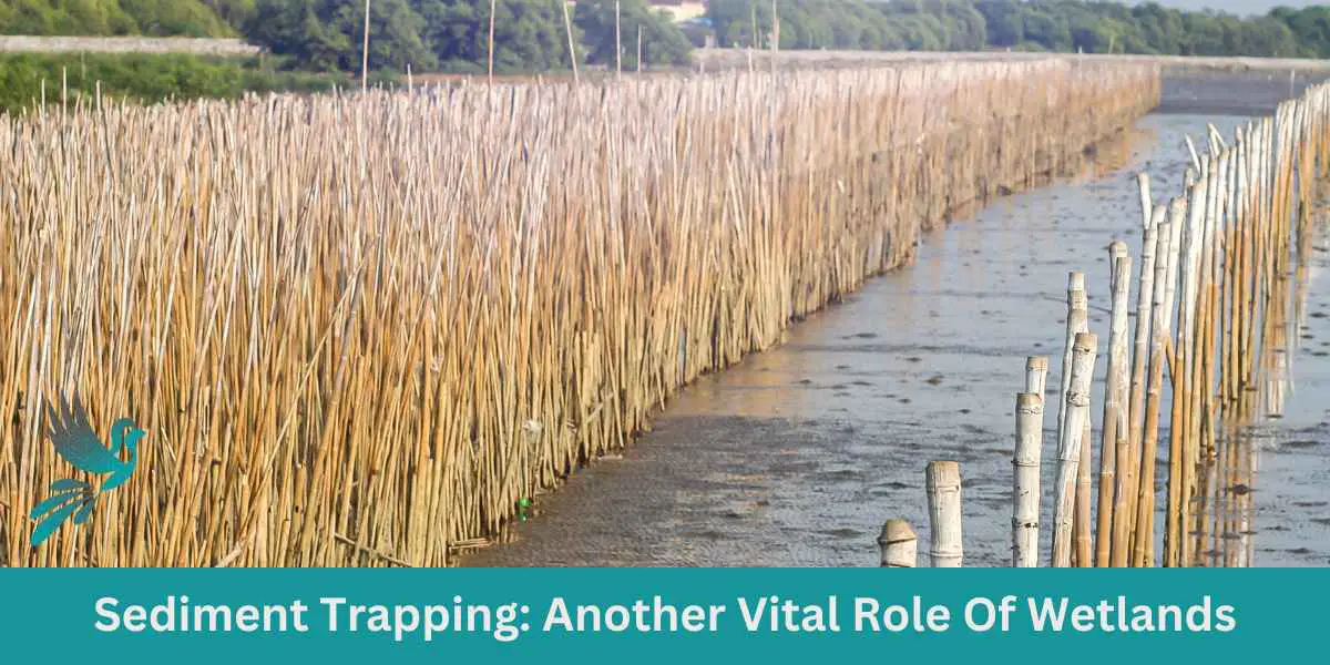 Sediment Trapping: Another Vital Role Of Wetlands - Birds & Wetlands
