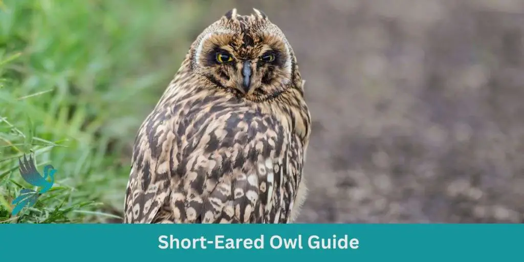 The Short-Eared Owl: A Field Guide - Birds & Wetlands