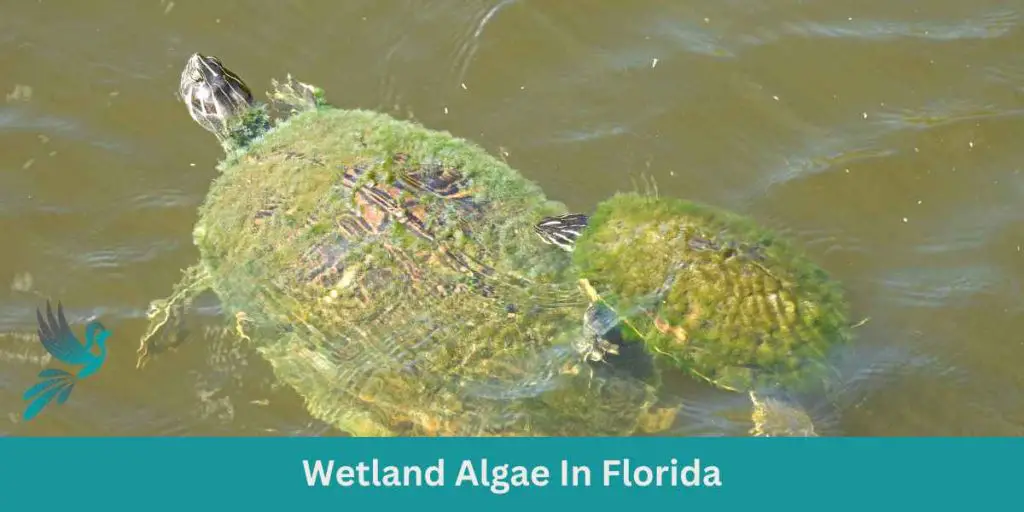 Wetland Algae In Florida - Birds & Wetlands