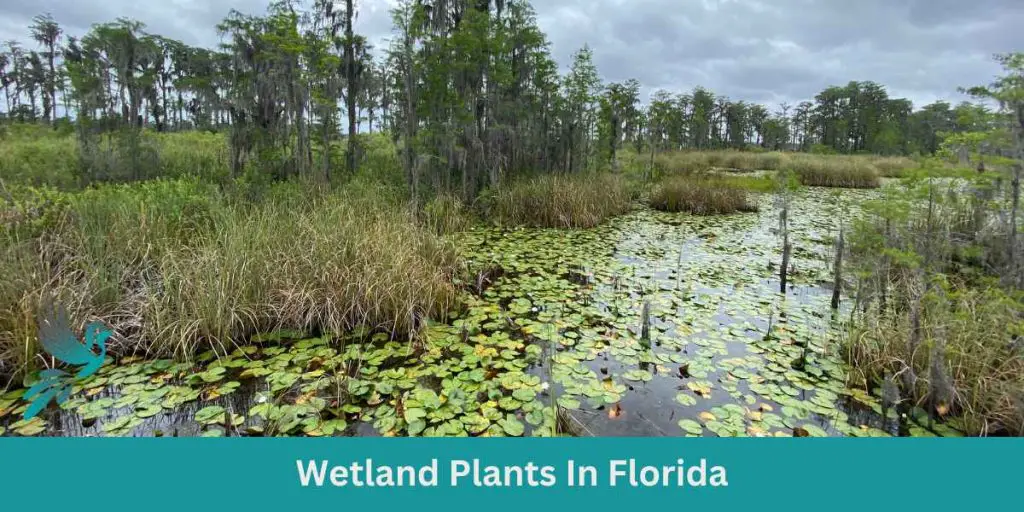 Wetland Plants In Florida - Birds & Wetlands