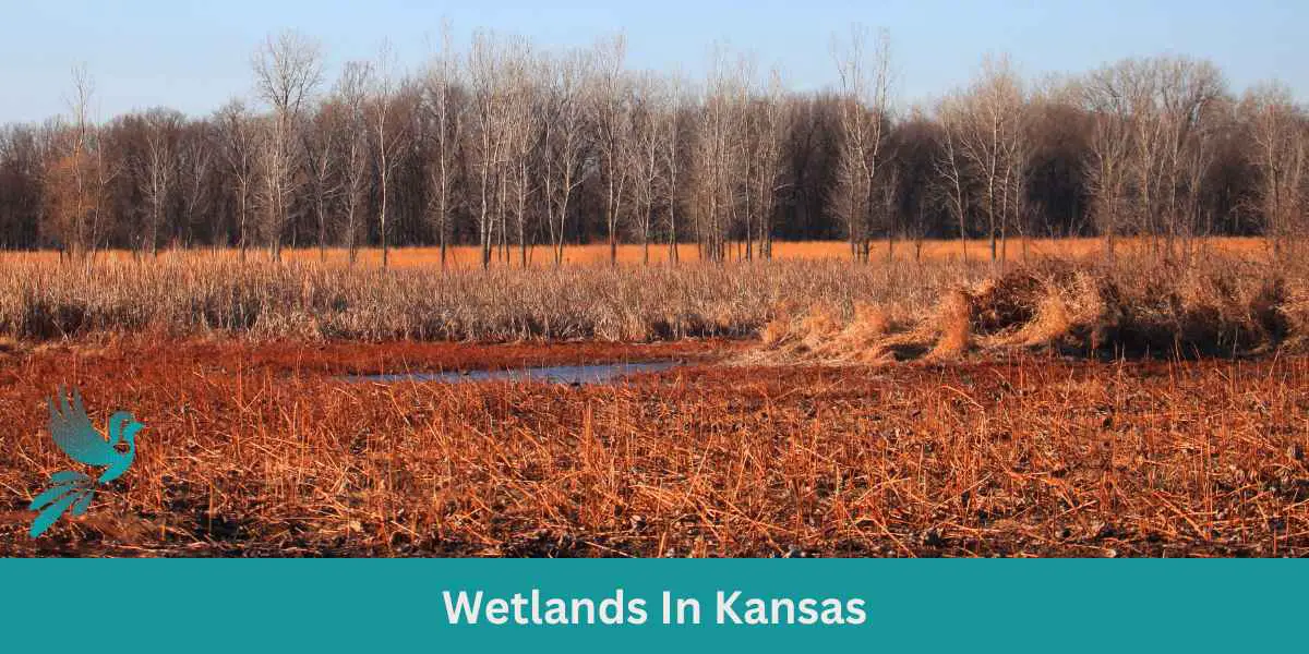 Wetlands In Kansas - Birds & Wetlands