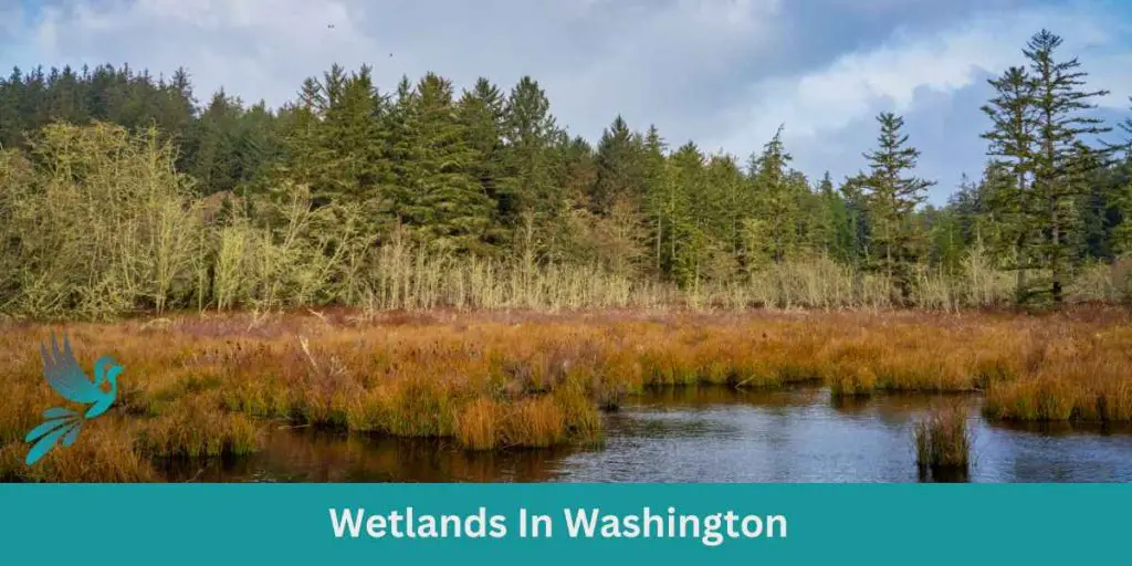 Wetlands In Washington - Birds & Wetlands