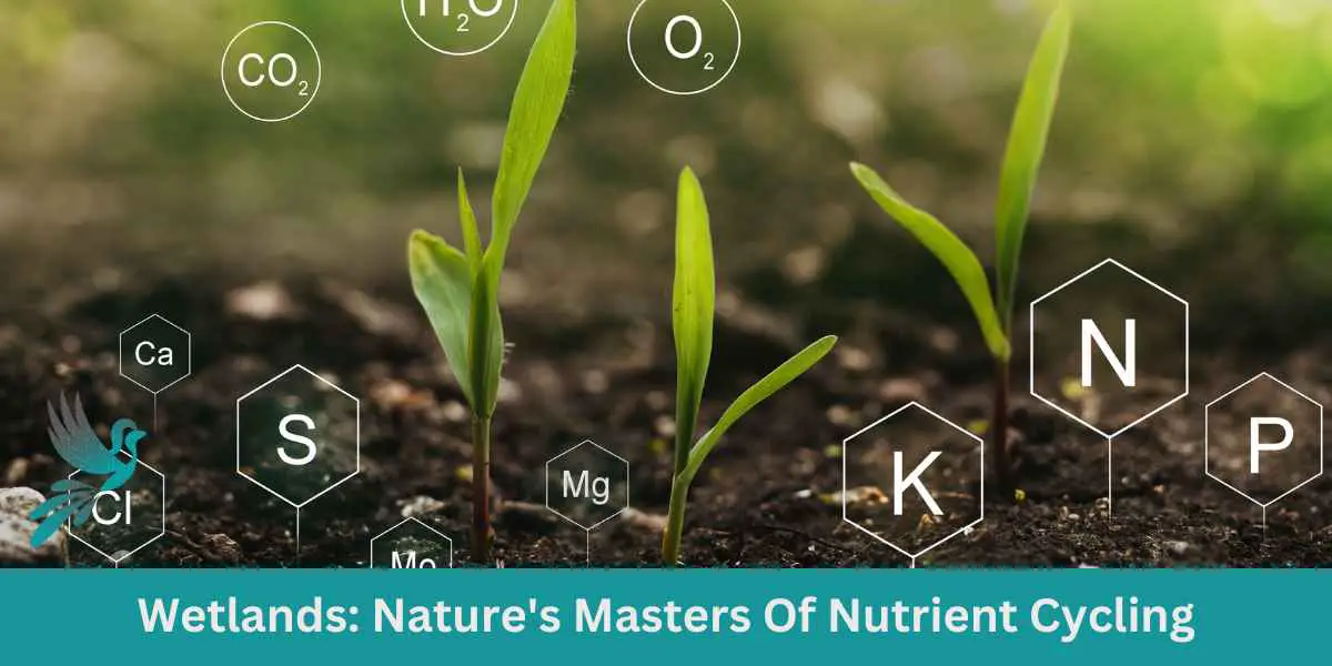 Wetlands: Nature's Masters Of Nutrient Cycling - Birds & Wetlands