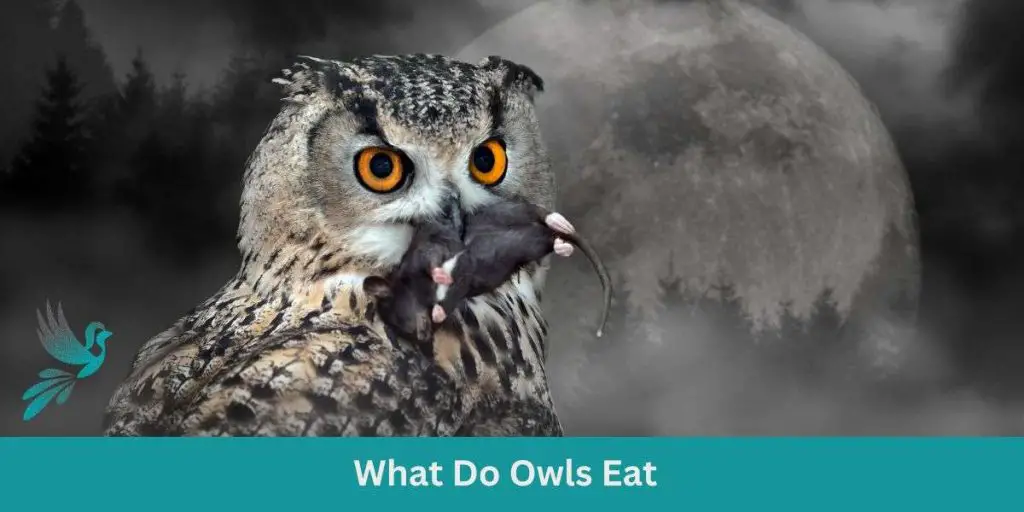 Owl Food: What Do Owls Eat? - Birds & Wetlands