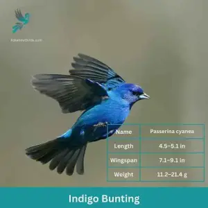 12 Blue Birds in Arizona (+Free Photo Guide) - Birds & Wetlands