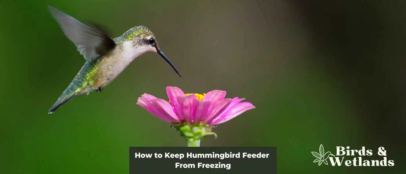 How to Keep Hummingbird Feeder From Freezing - Birds & Wetlands