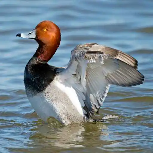 A Sight to Quack About: Adorable Duck with Red Head! - Birds & Wetlands